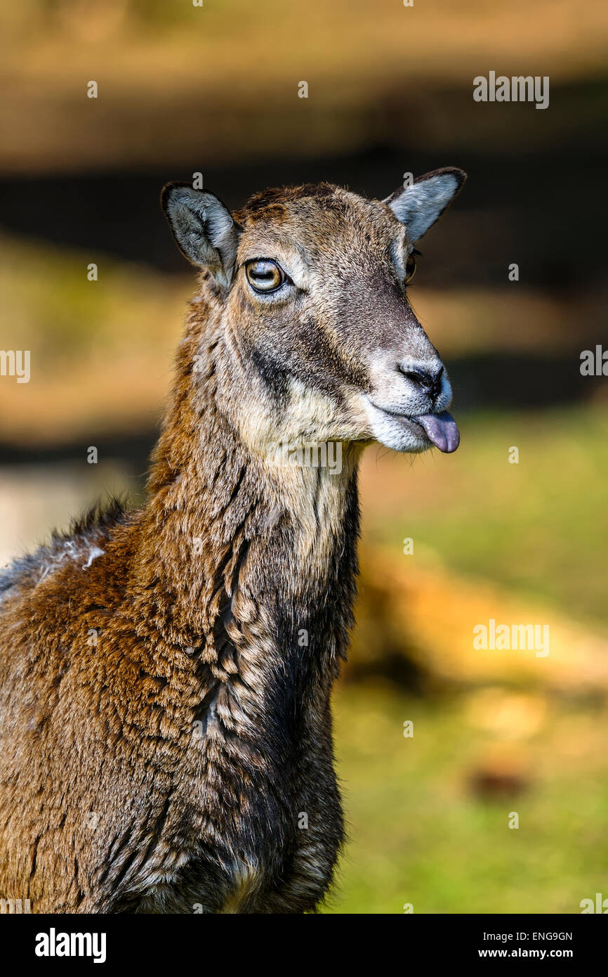 Mouflon hi-res stock photography and images - Alamy
