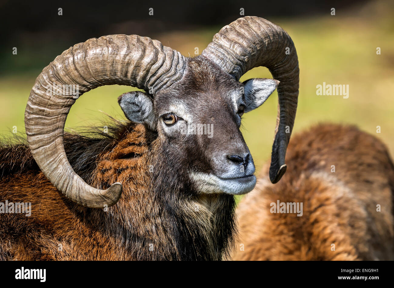 Mouflon hi-res stock photography and images - Alamy