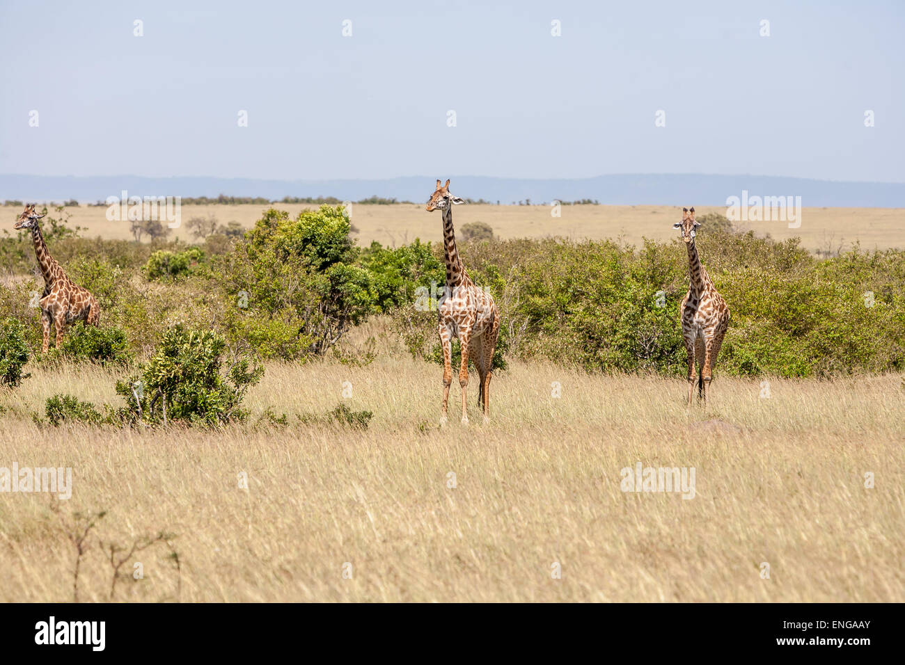 Three giraffe standing in grassland Stock Photo - Alamy