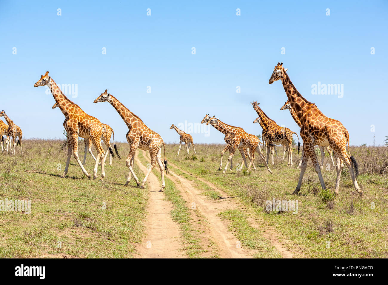 Group giraffes in meadow hi-res stock photography and images - Alamy
