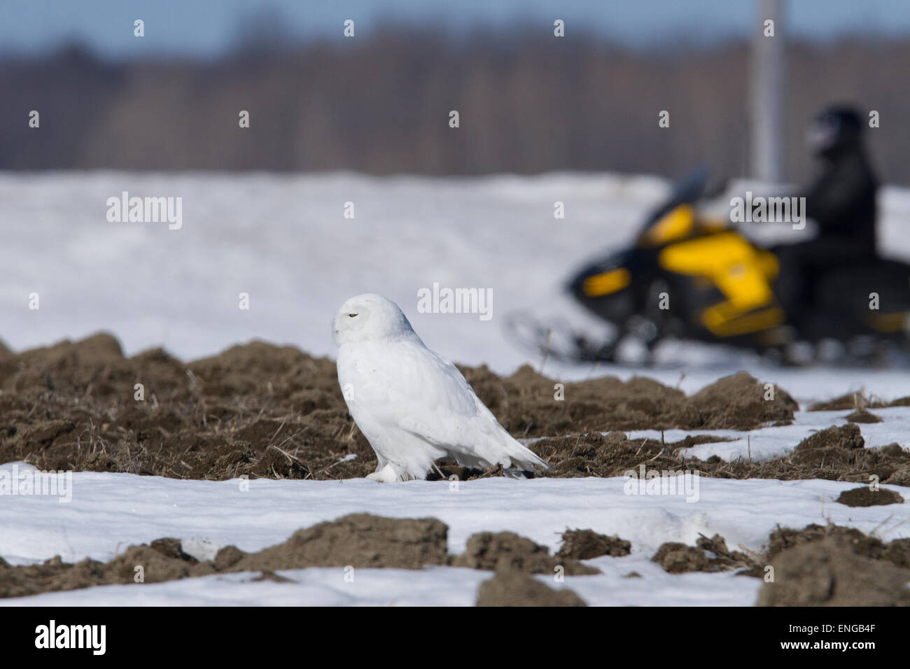 Male snowy owls hi-res stock photography and images - Alamy
