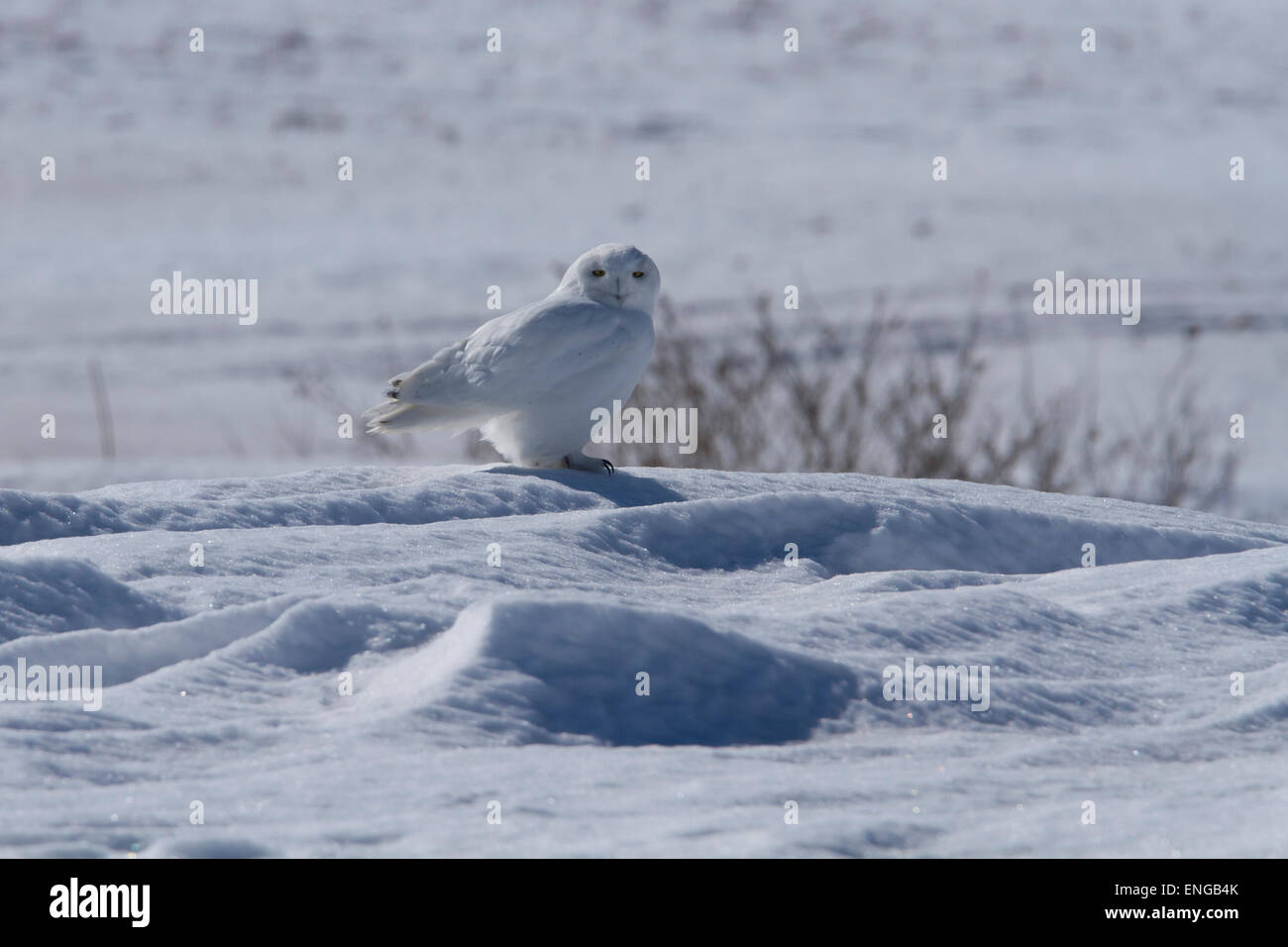 Male snowy owl hi-res stock photography and images - Alamy
