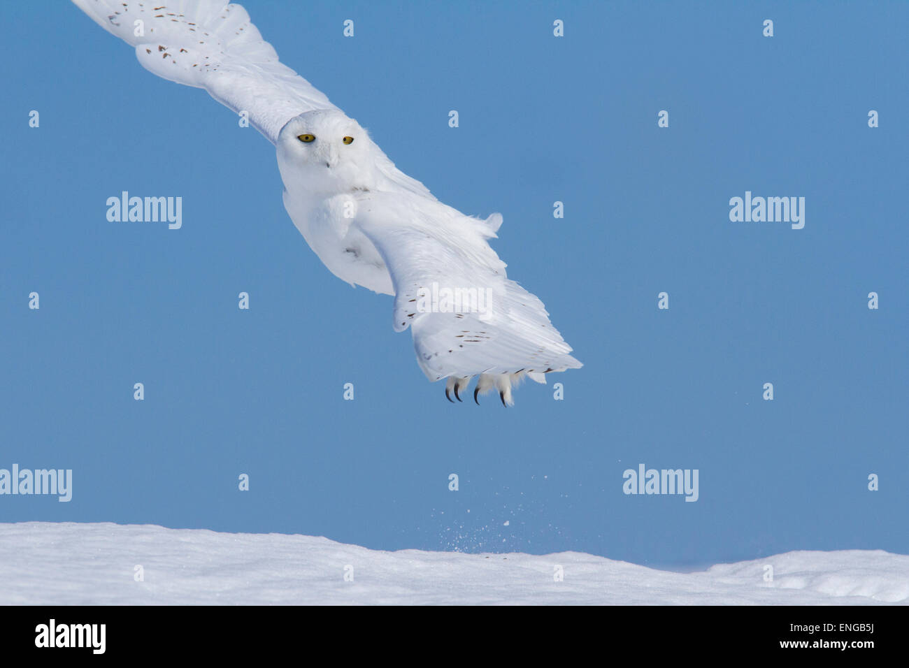 Male snowy owls hi-res stock photography and images - Alamy