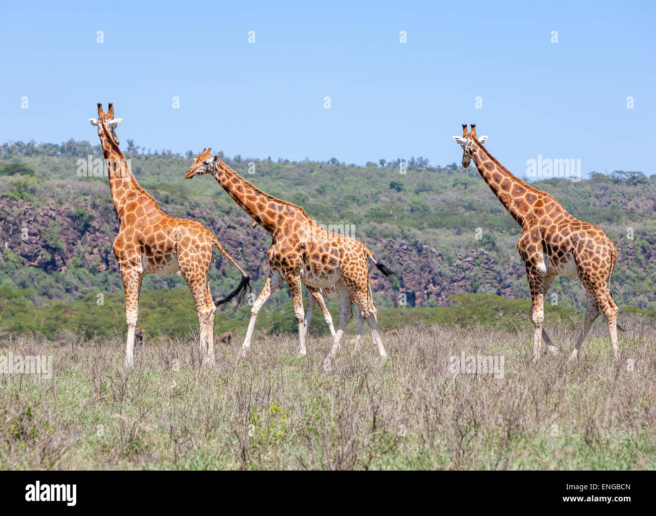 Group giraffes in meadow hi-res stock photography and images - Alamy