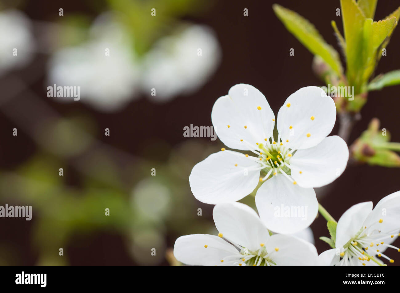 The blossoming cherry tree in sunny spring day Stock Photo - Alamy