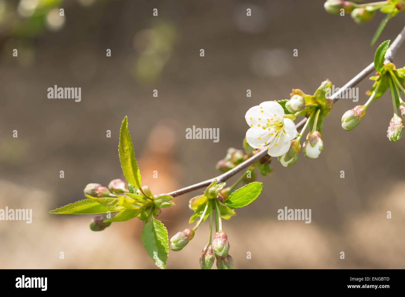 The blossoming cherry tree in sunny spring day Stock Photo - Alamy