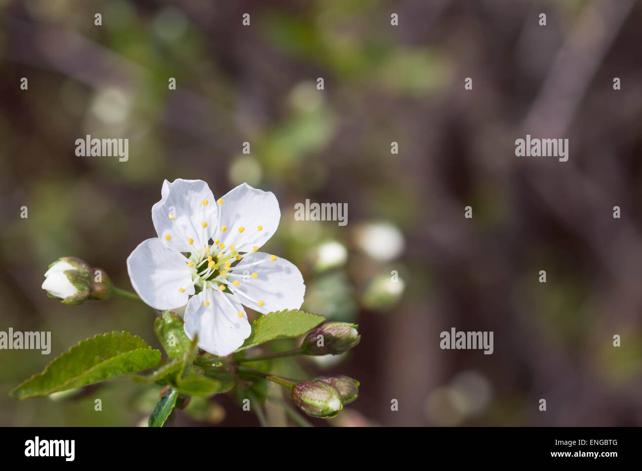 The blossoming cherry tree in sunny spring day Stock Photo - Alamy