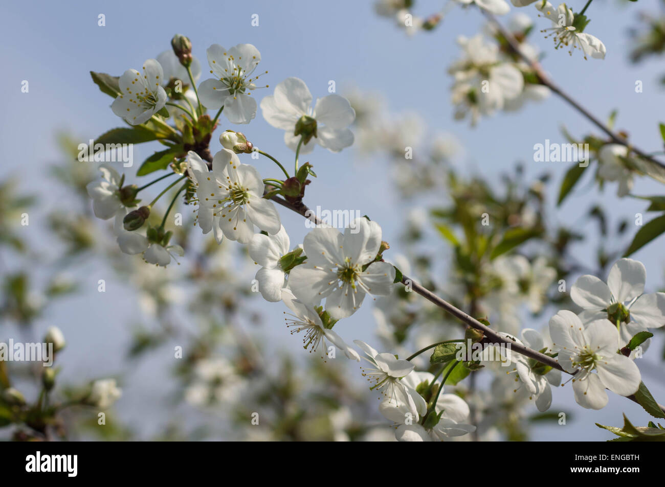 The blossoming cherry tree in sunny spring day Stock Photo - Alamy