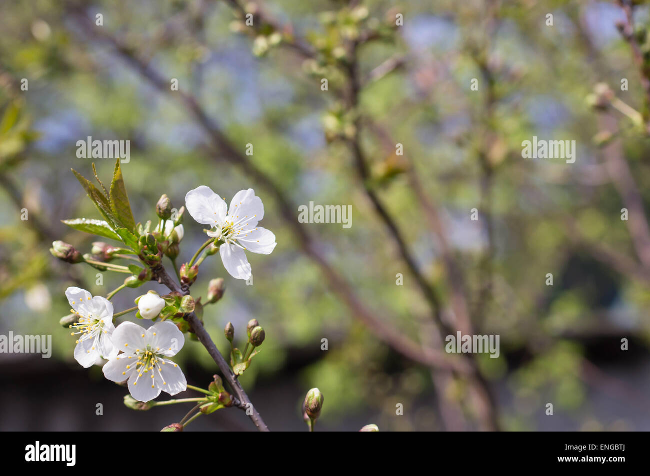 The blossoming cherry tree in sunny spring day Stock Photo - Alamy