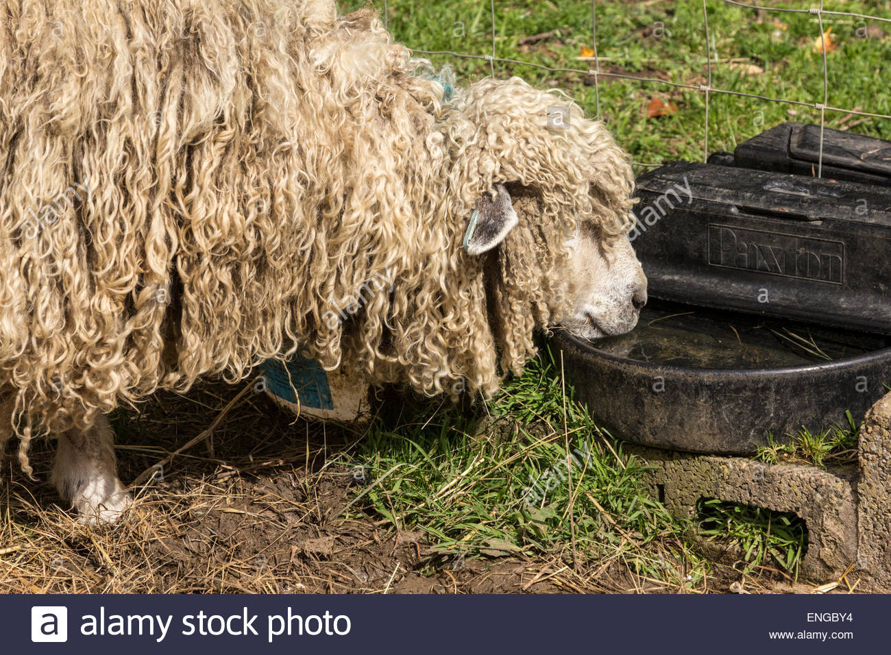 Longwool Sheep High Resolution Stock Photography and Images - Alamy