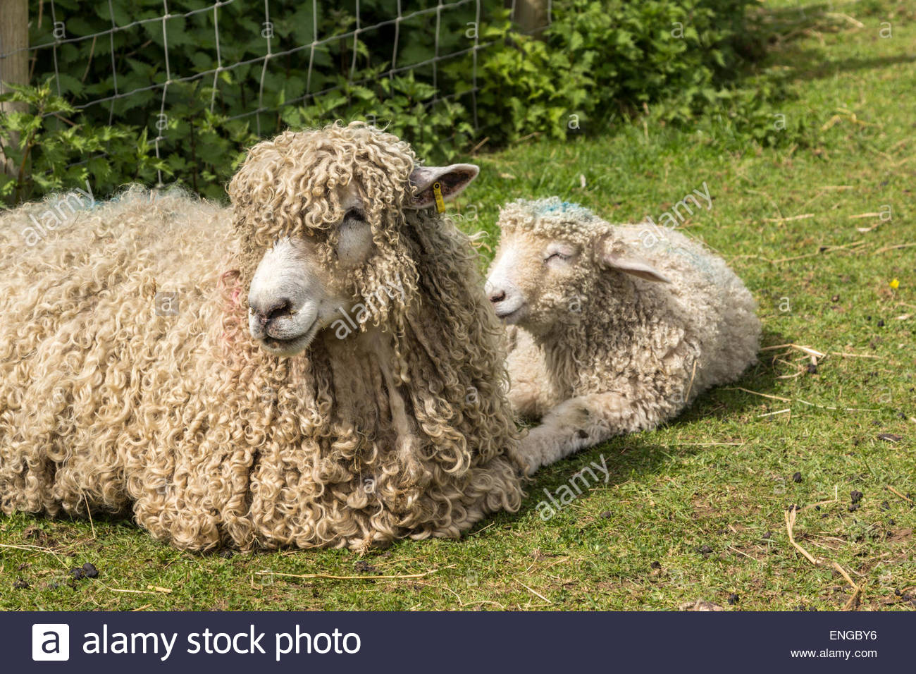 Longwool High Resolution Stock Photography and Images - Alamy