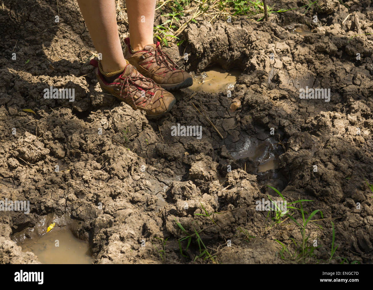 Hippopotamus hippo feet hippopotamus amphibius hi-res stock photography ...