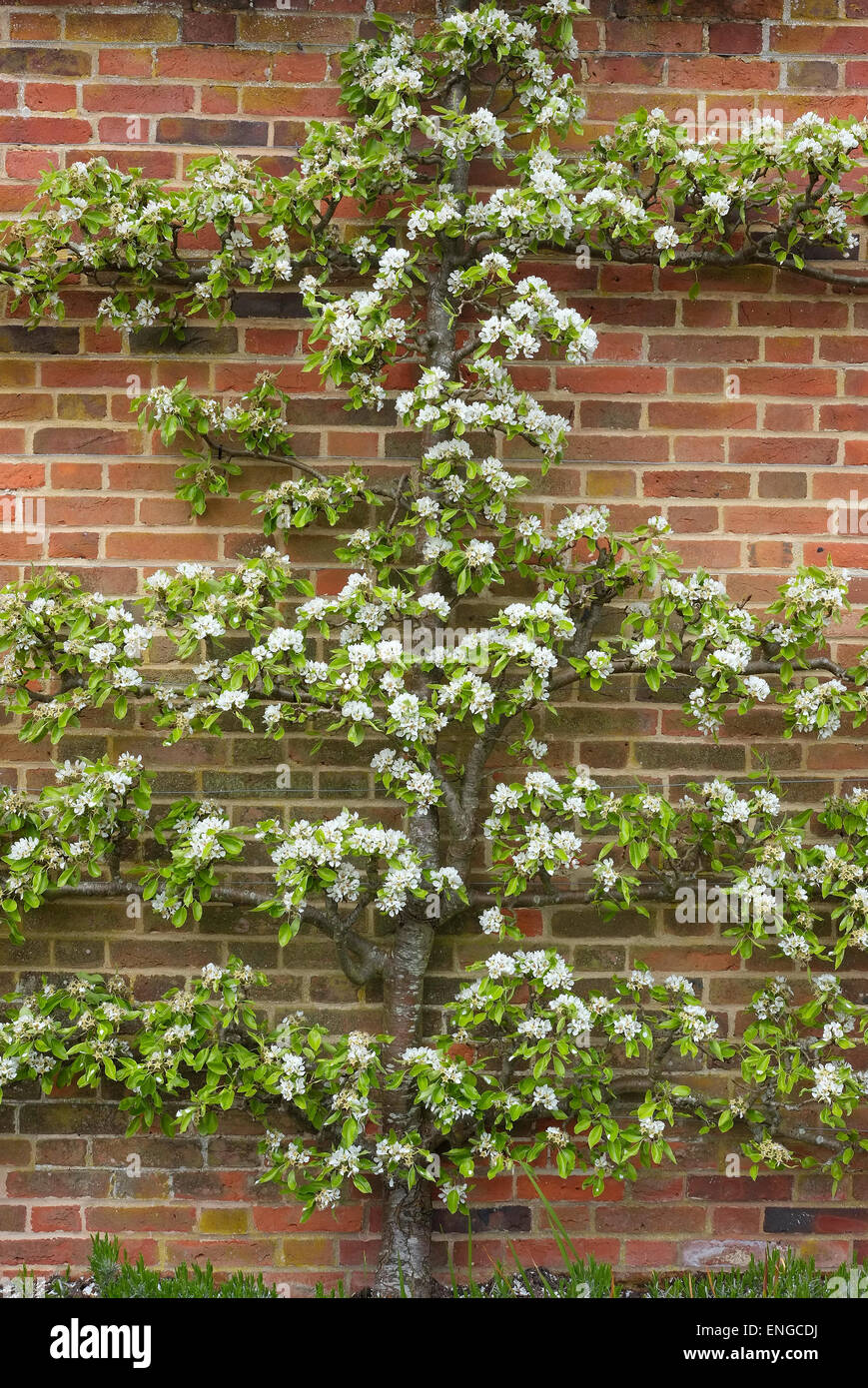 Flowering pear tree hi-res stock photography and images - Alamy