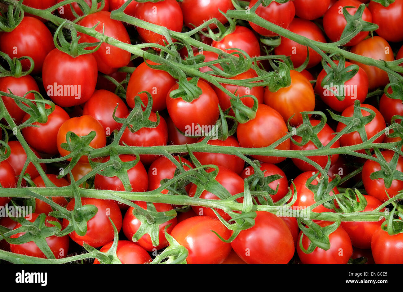 Red on vine hi-res stock photography and images - Alamy
