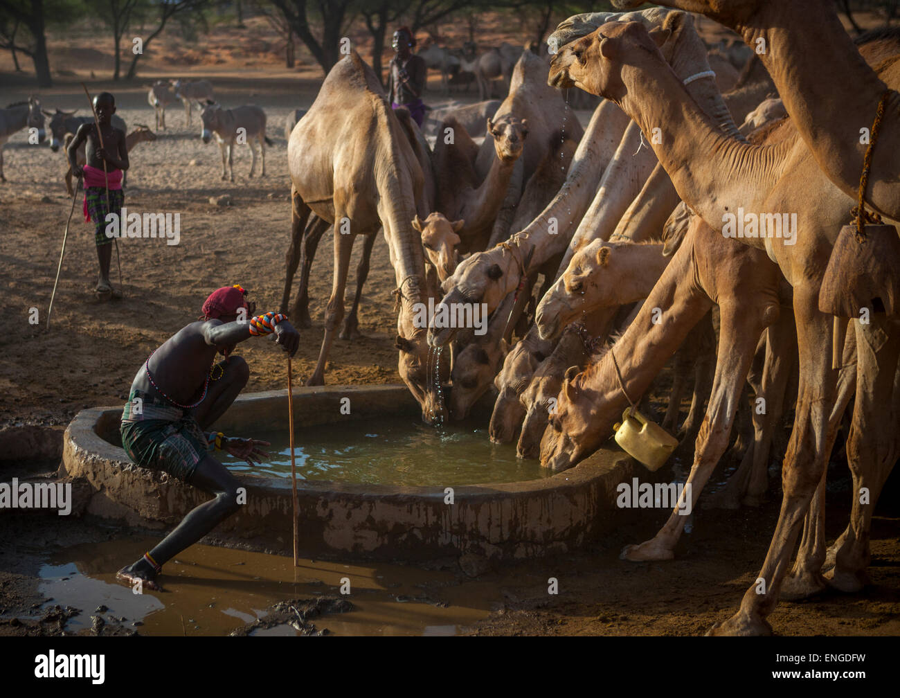 Rendille Warriors Giving Water To Their Camels, Marsabit District ...