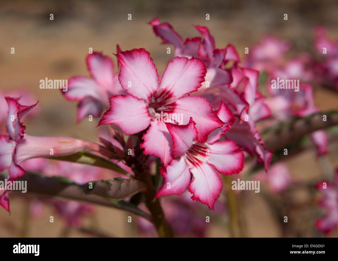 Bottle Tree (Pachypodium Rosulatum) Flowering, Marsabit District ...