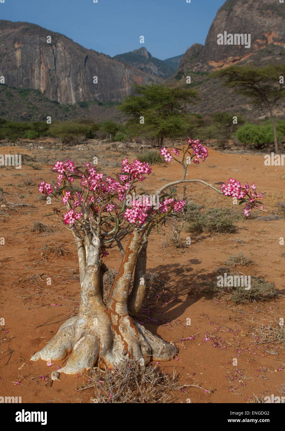 Bottle Tree (Pachypodium Rosulatum) Flowering, Marsabit District ...