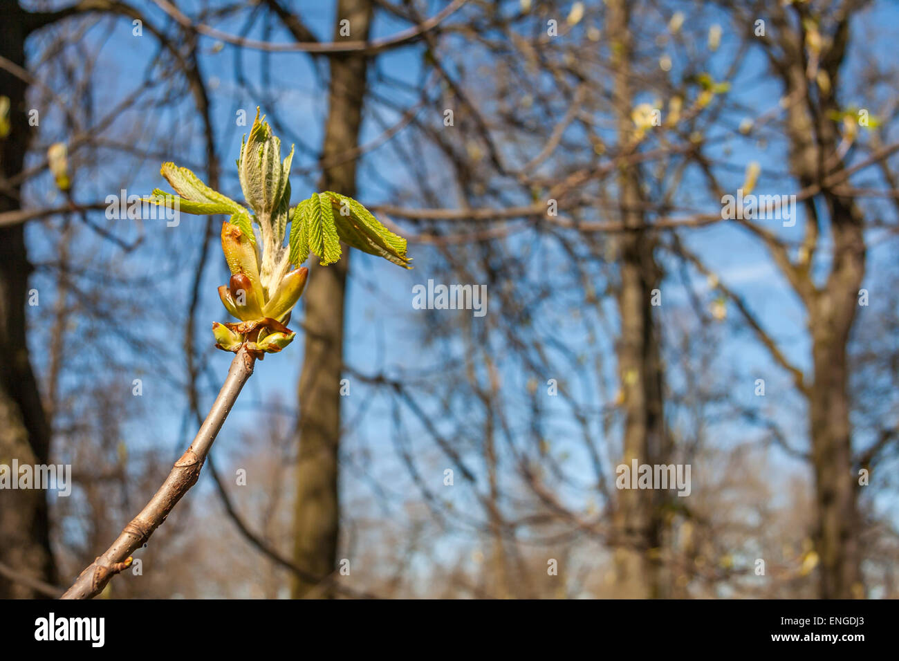 Tree bud hi-res stock photography and images - Alamy