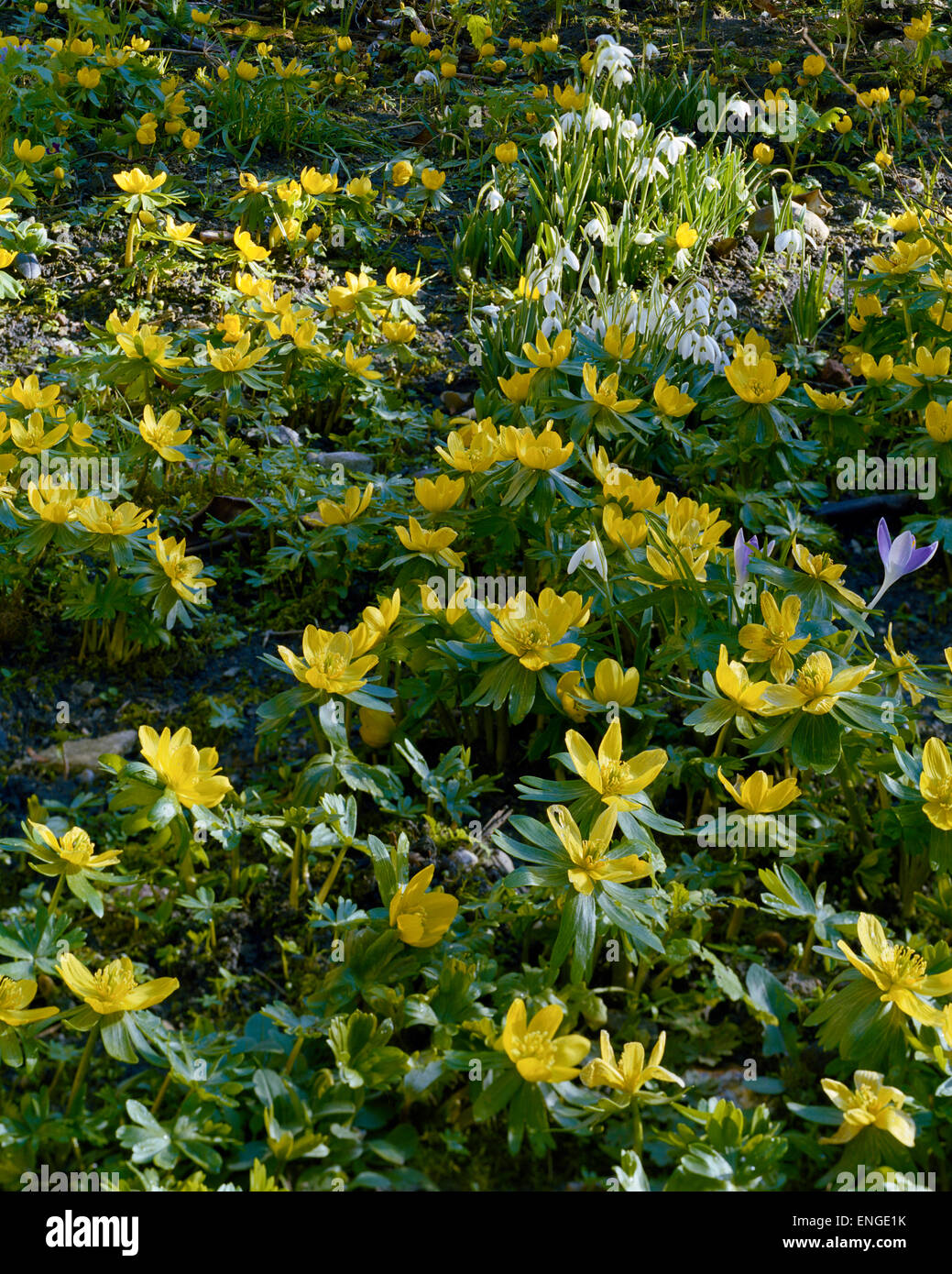 Yellow winter aconite in January sunshine Stock Photo - Alamy