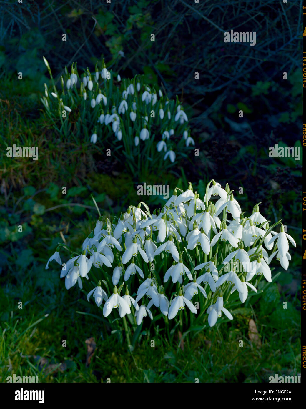 Snowdrops garden border hi-res stock photography and images - Alamy