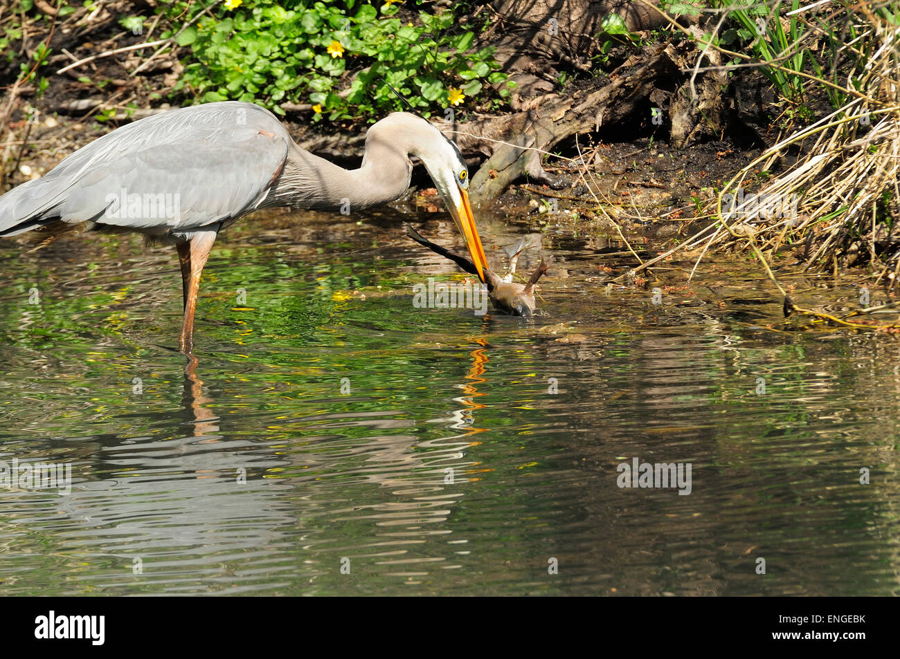 Great Blue Heron stalking prey. Giant bull frog in beak. (Ardea ...
