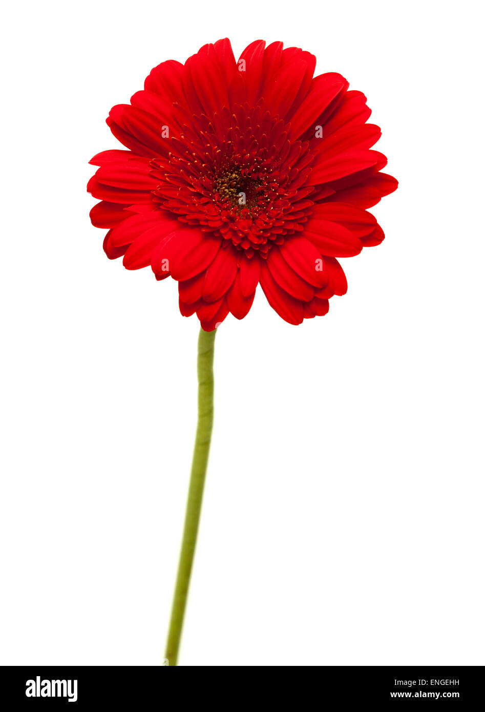 Gerbera flower isolated on white background Stock Photo - Alamy