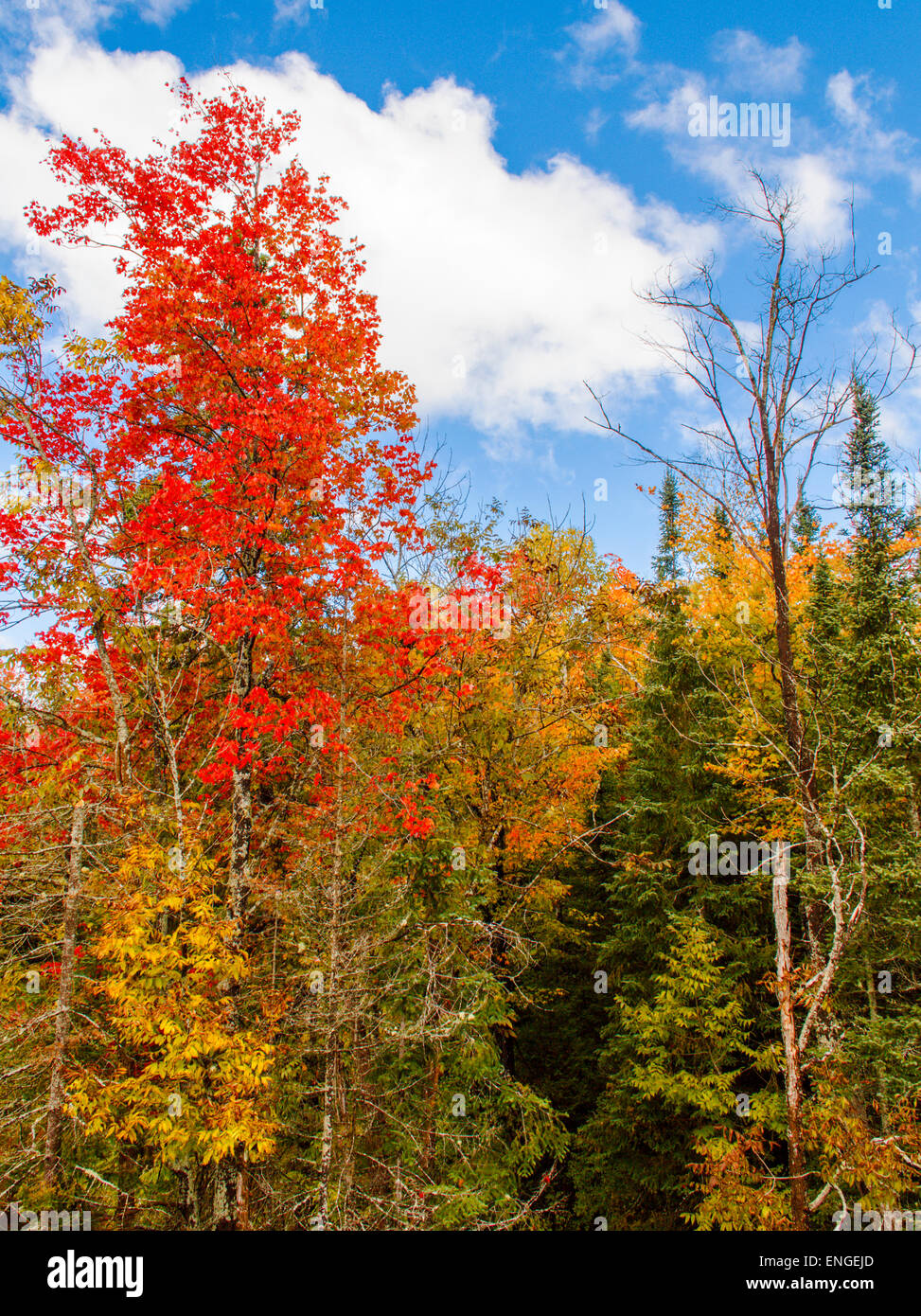 Autumn in oak maple forest hi-res stock photography and images - Alamy