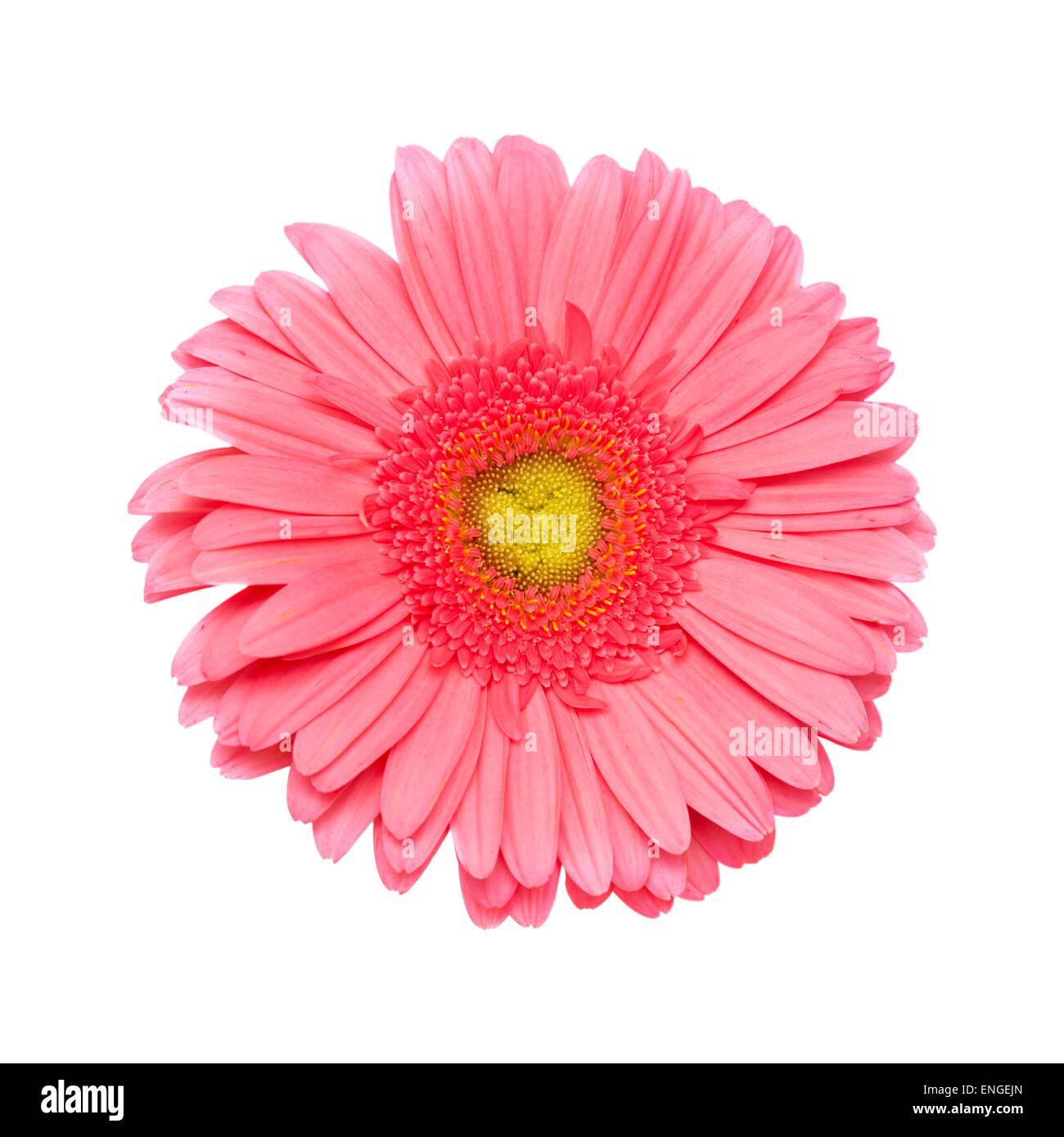 Gerbera flower isolated on white background Stock Photo - Alamy