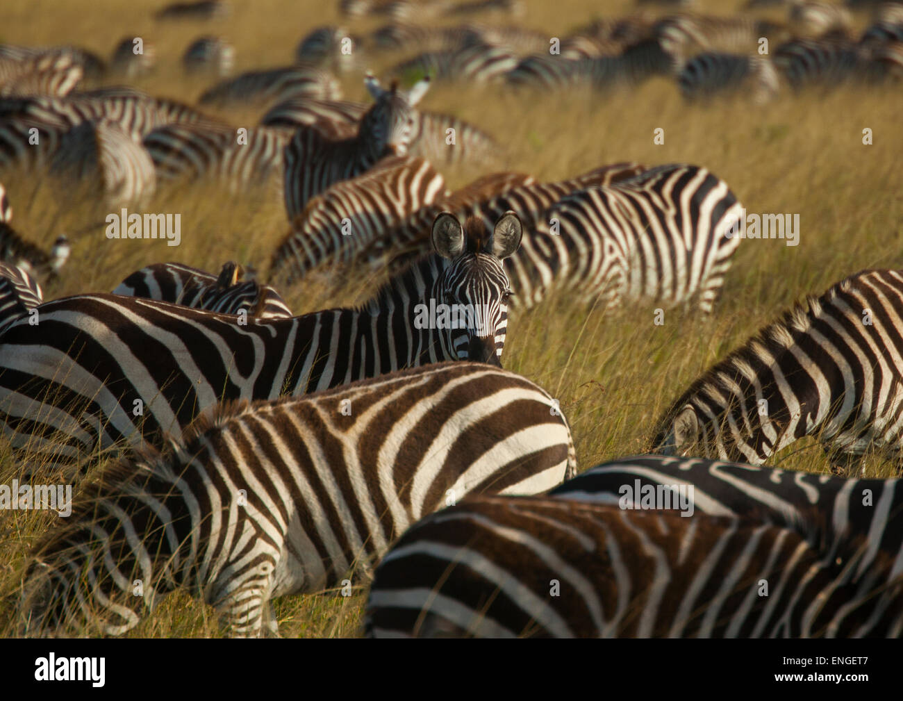 Burchells Zebra (Equus Burchellii) Herd, Rift Valley Province, Maasai ...