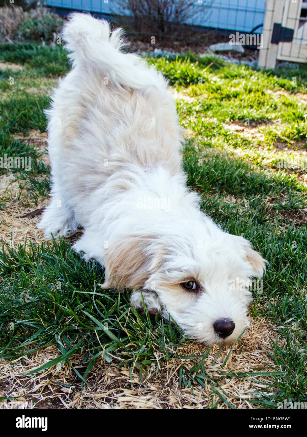 Bearded terrier hi-res stock photography and images - Alamy