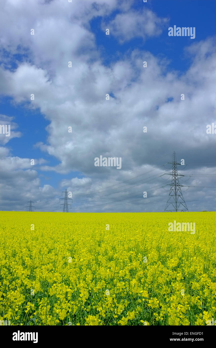 Pylon & Electricity cables over fields of yellow rapeseed flowers Stock ...