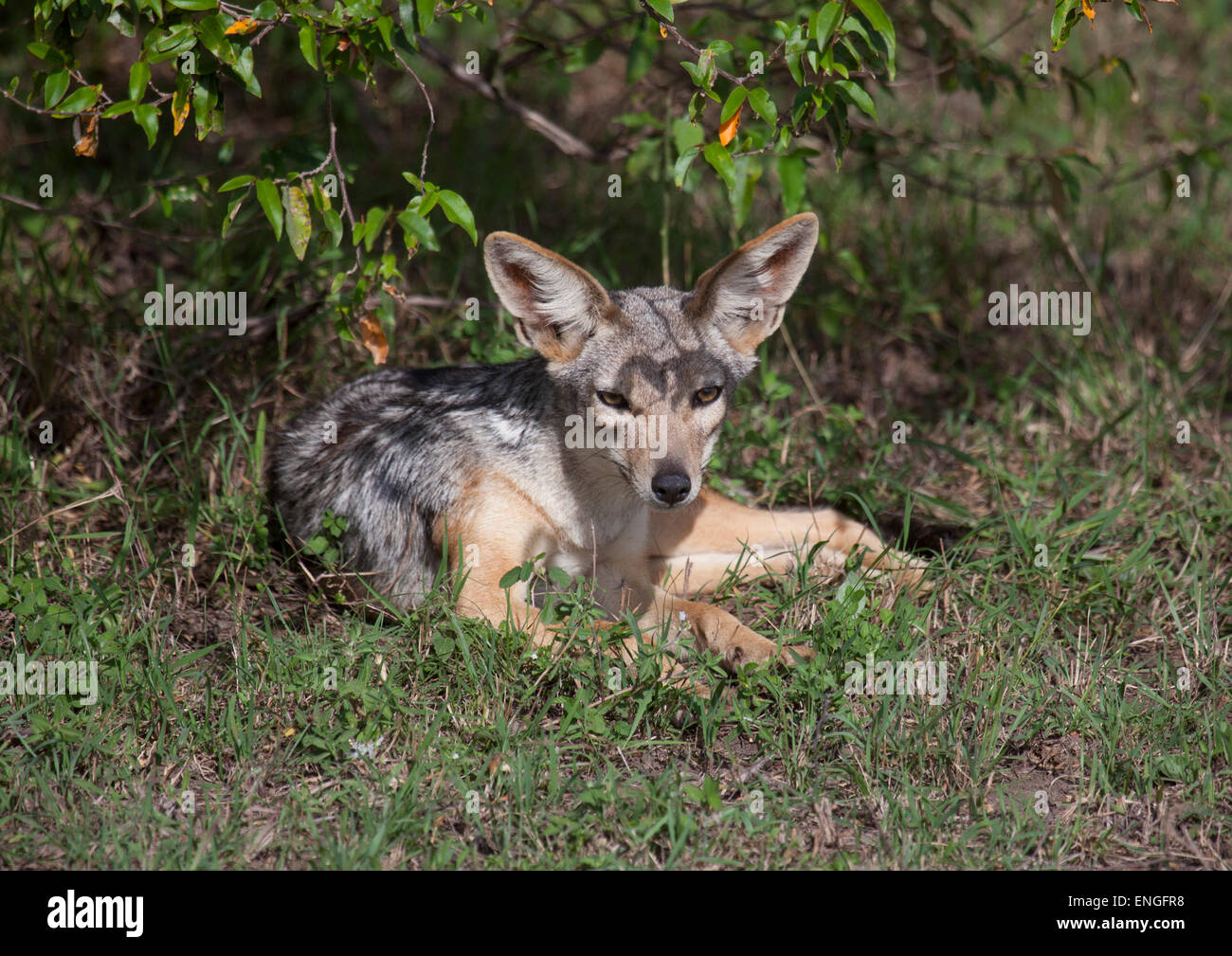 Young Black-backed Jackal (Silver-backed Jackal), Rift Valley Province ...