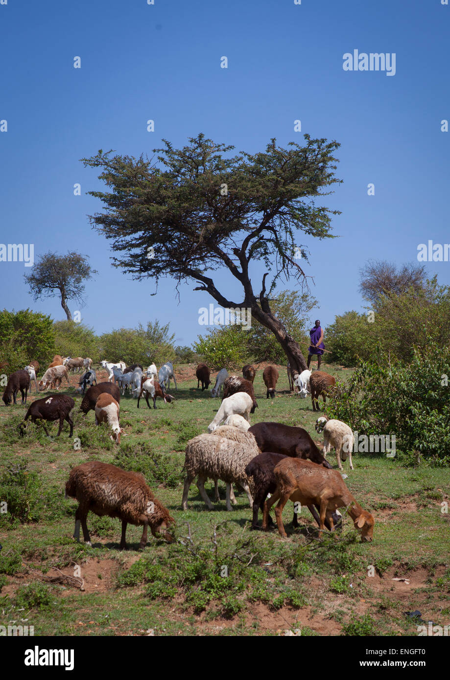 Maasai Sheperd With Sheeps, Nakuru County, Nakuru, Kenya Stock Photo ...
