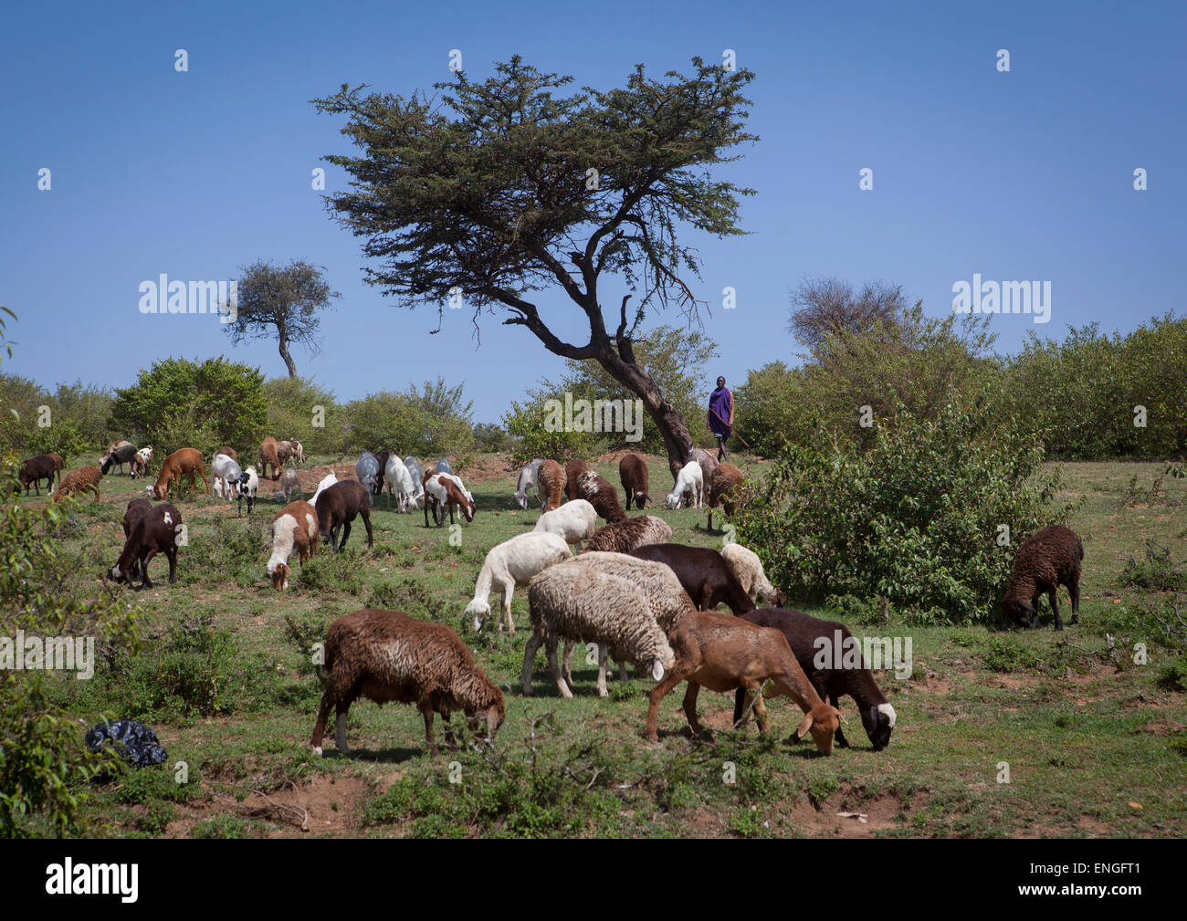 Maasai man herd cattle hi-res stock photography and images - Alamy