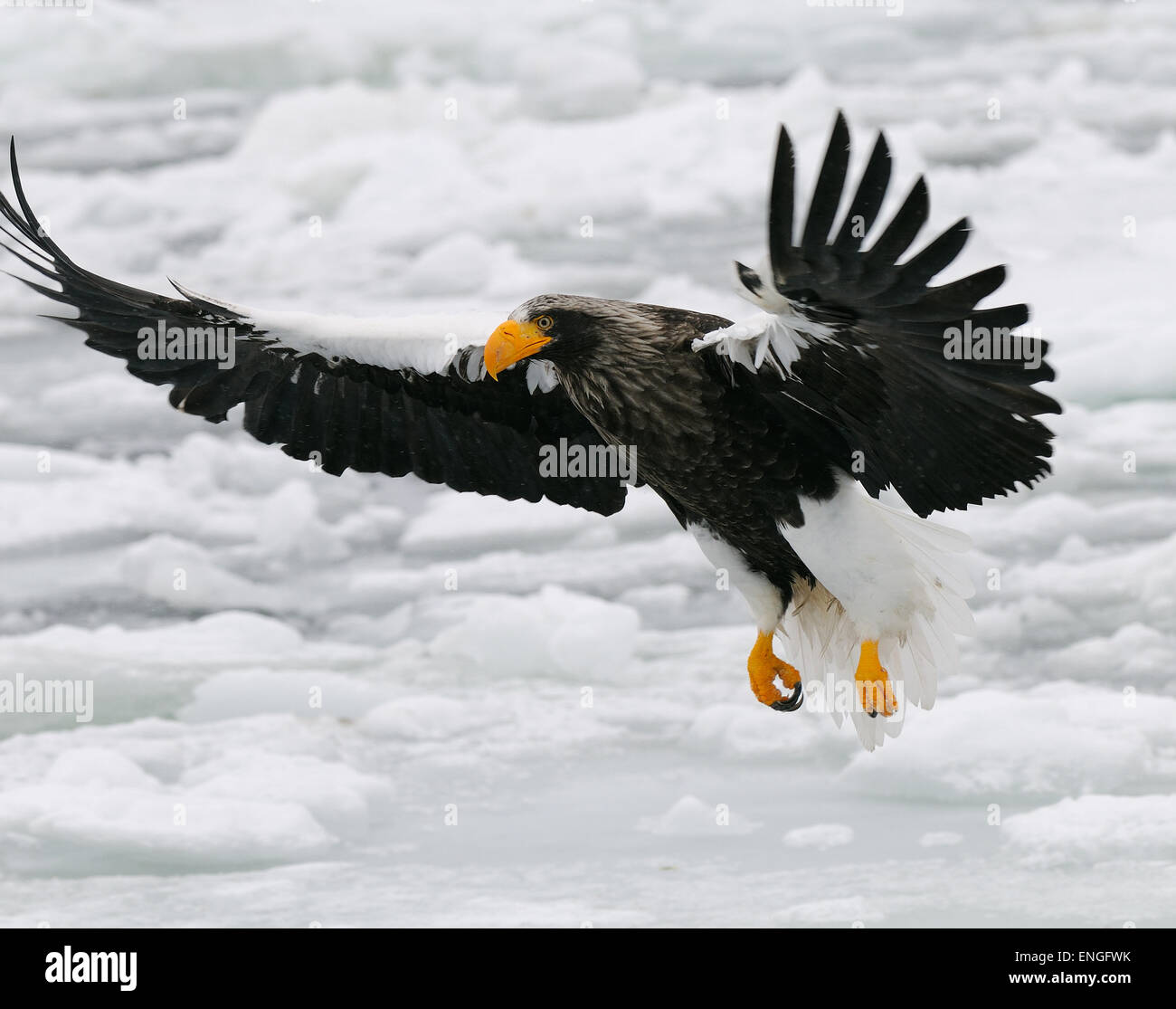 Stellers Sea Eagle flying over the drifting ice at Nemuro Strait a few ...