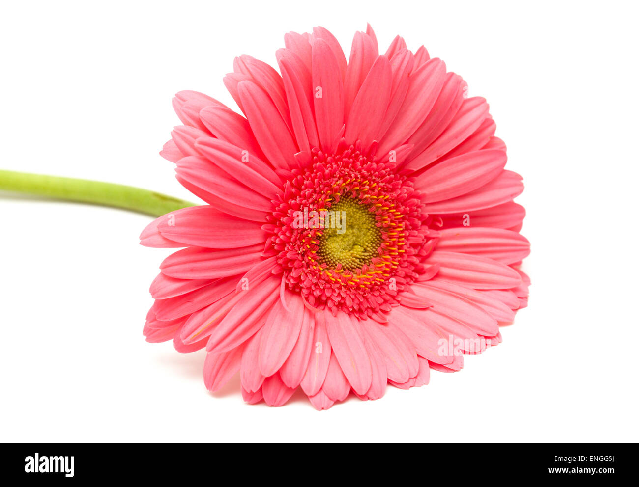 Gerbera flower isolated on white background Stock Photo - Alamy