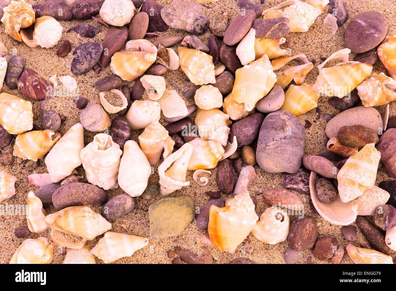 Collection of seashells and stones washed up onto a sandy beach Stock ...