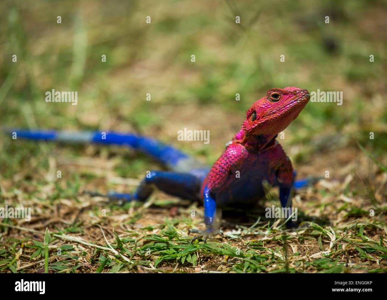 Male agama in kenya hi-res stock photography and images - Alamy