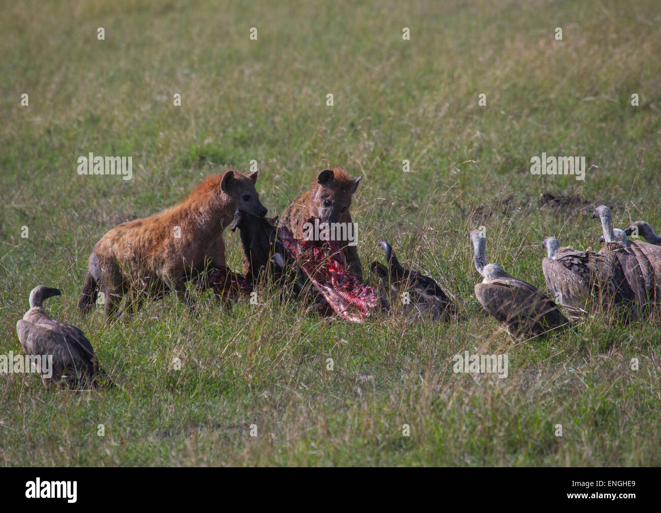 Spotted Hyena Eating A Wildebeest, Rift Valley Province, Maasai Mara ...