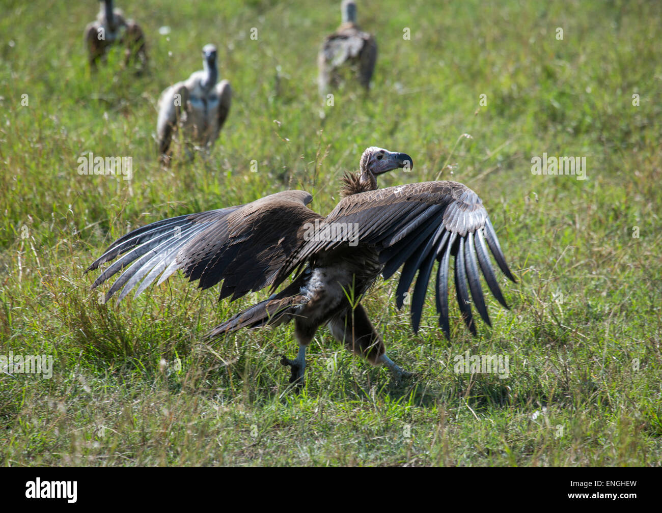 White-backed Vulture (Gyps Africanus), Rift Valley Province, Maasai ...