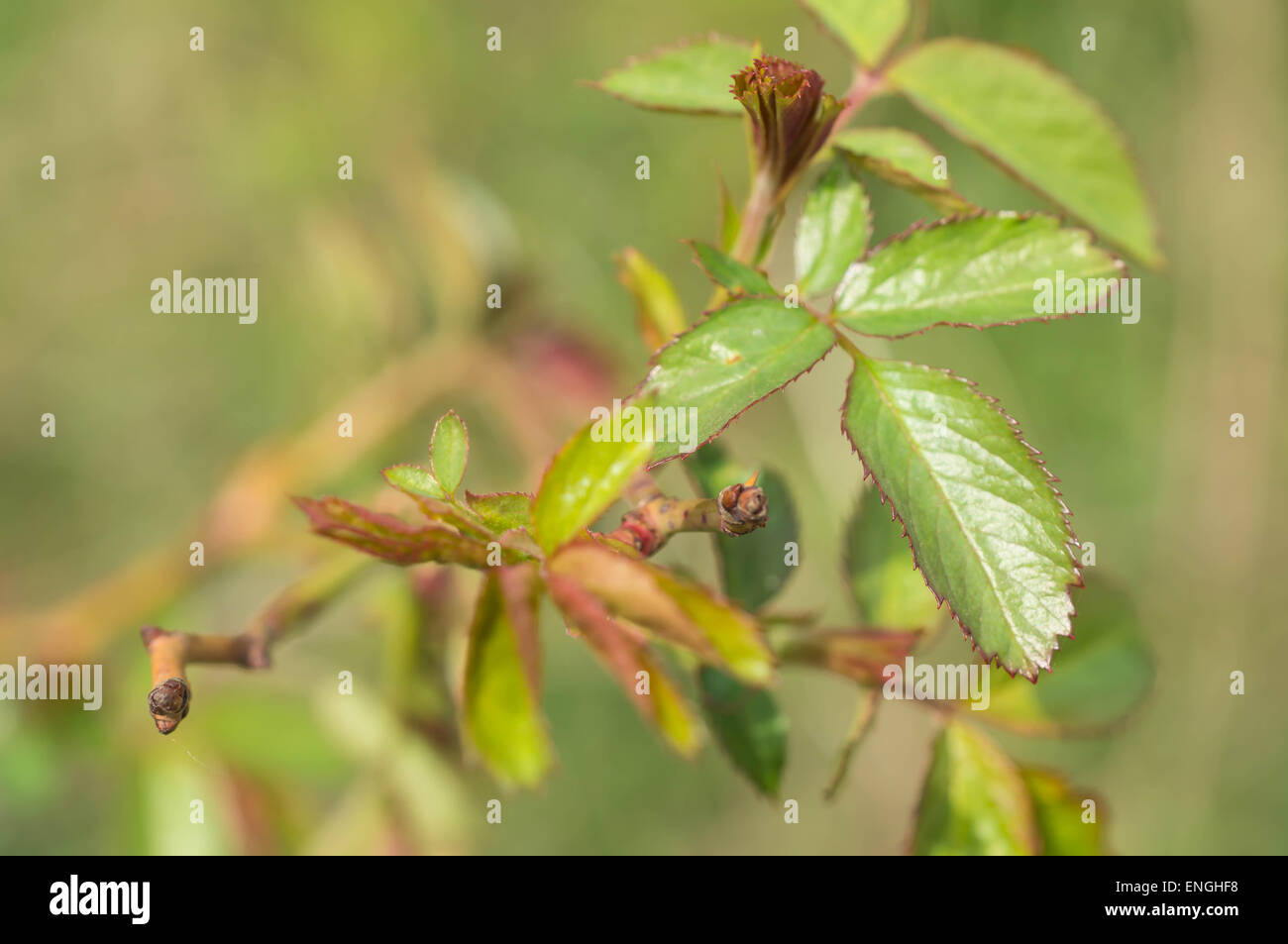 Young small leaves hi-res stock photography and images - Alamy