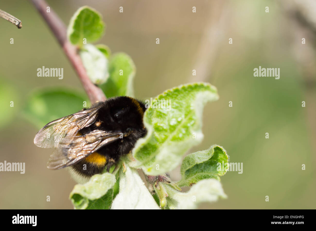 Bumblebee on an apple-tree branch close up Stock Photo - Alamy