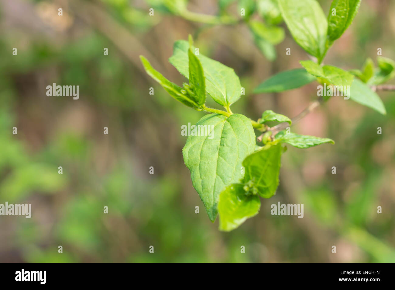 Young small leaves hi-res stock photography and images - Alamy