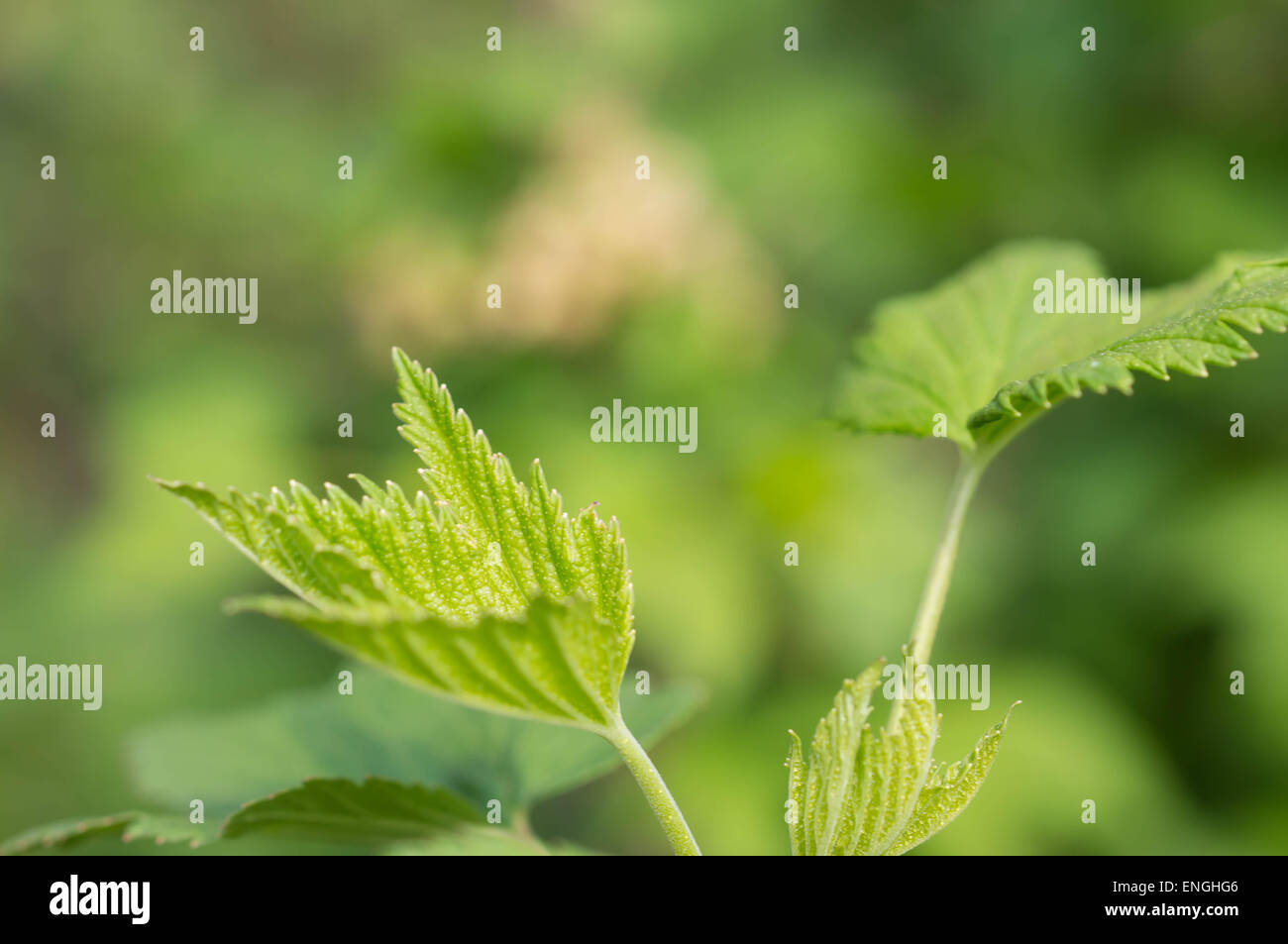Young leaves of red currant close up Stock Photo - Alamy