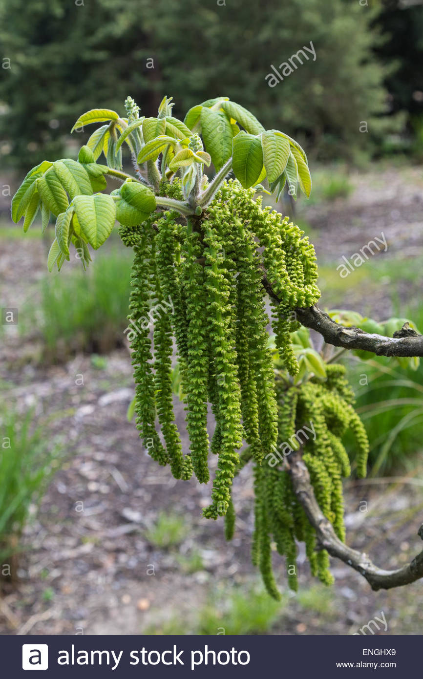 Flowering Catkins High Resolution Stock Photography and Images - Alamy