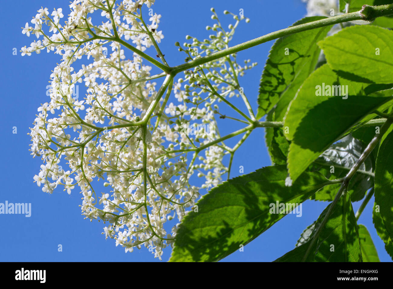 European elder hi-res stock photography and images - Alamy