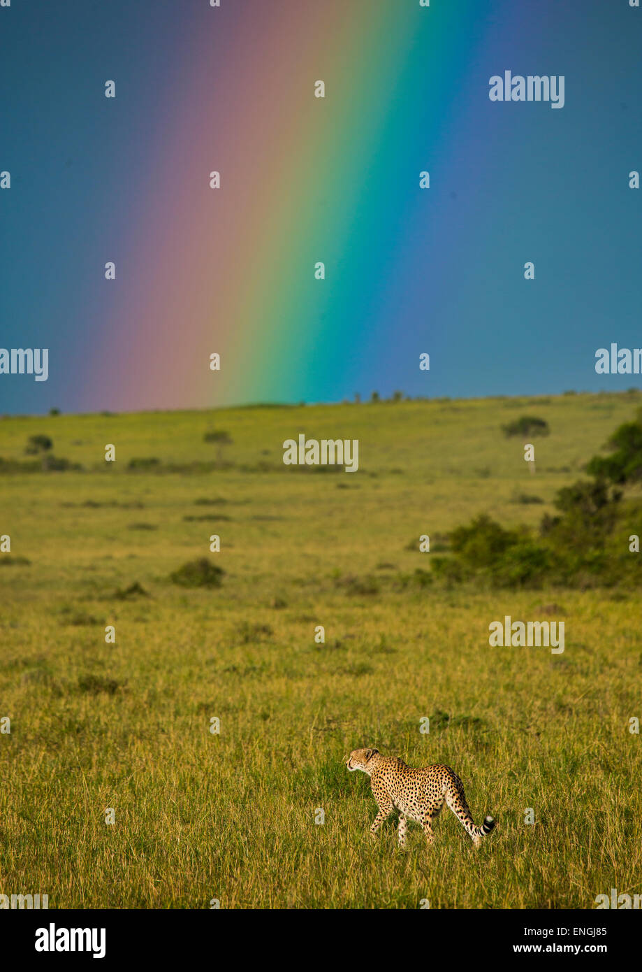 Cheetah (Acinonyx Jubatus) In Front Of A Rainbow, Rift Valley Province ...