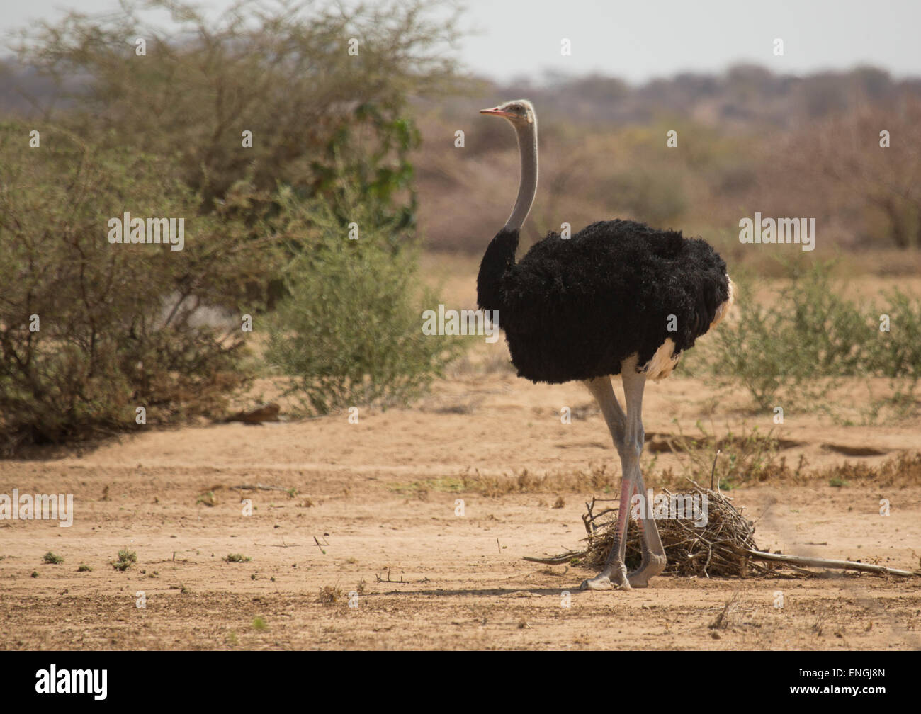 Somali Ostrich, Marsabit District, Ngurunit, Kenya Stock Photo - Alamy