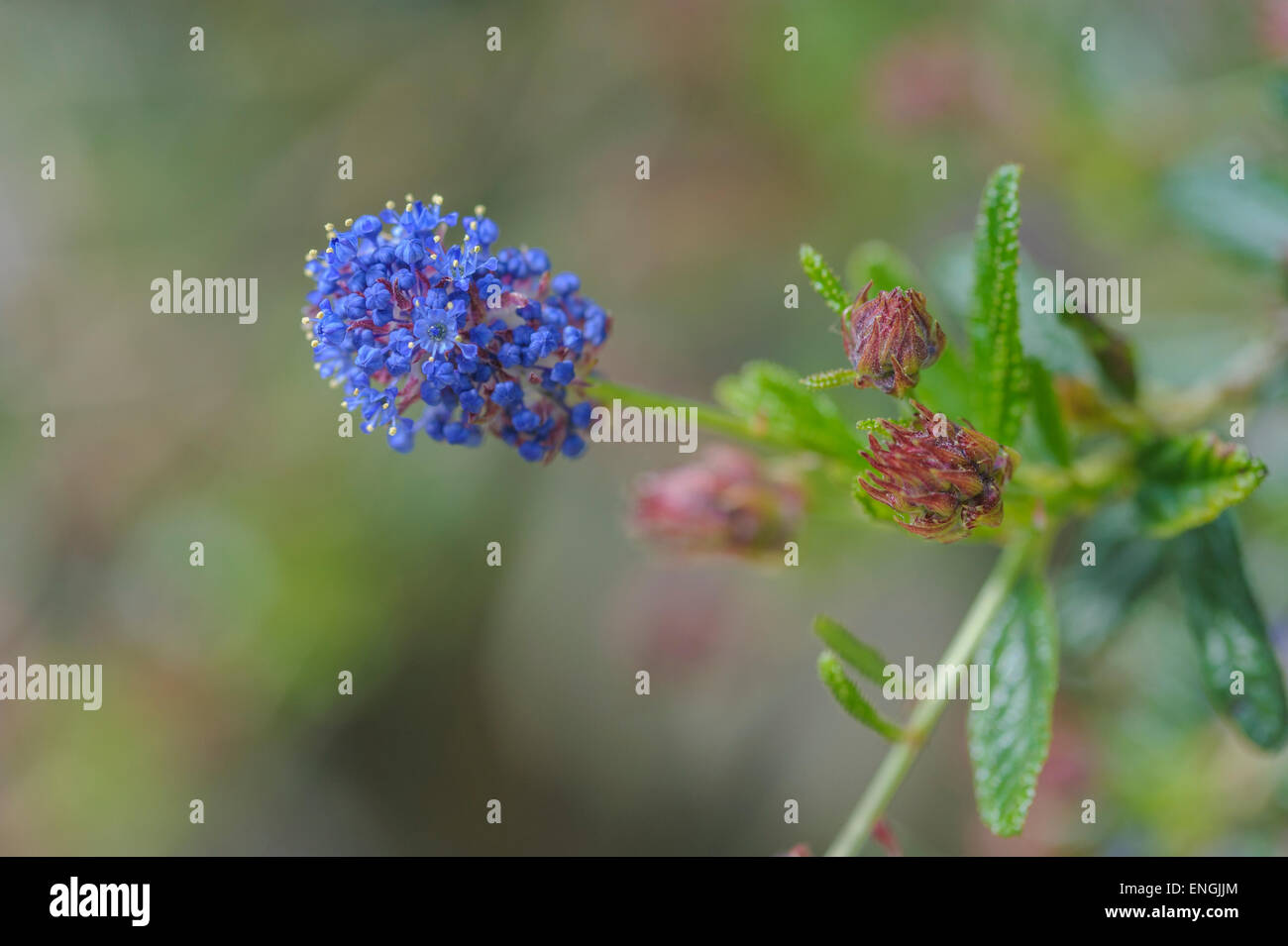 Ceanoothus concha hi-res stock photography and images - Alamy