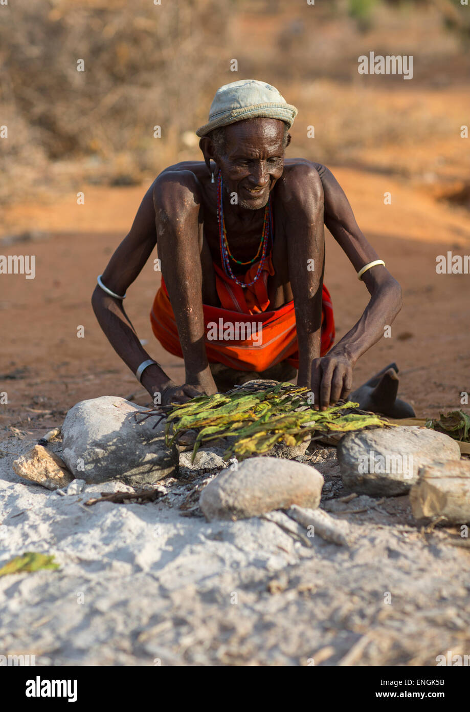Rendille Tribe Old Man Drying Tobacco Leaves, Marsabit District ...